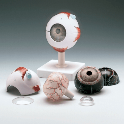 Human Eye Model — Mountainside Medical Equipment