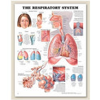 Complete Respiratory System: Sinus, Lungs, Larynx, Mucosa & Airways ...